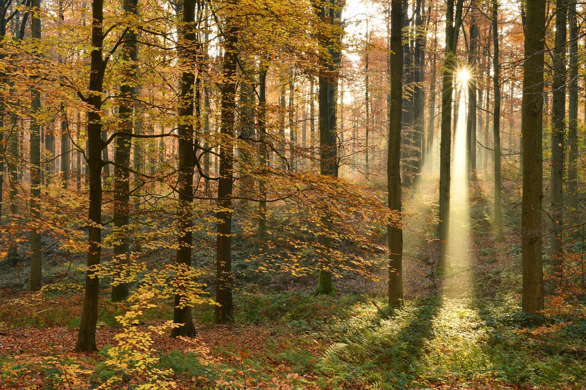 Unesco World Heritage – Sonianforest