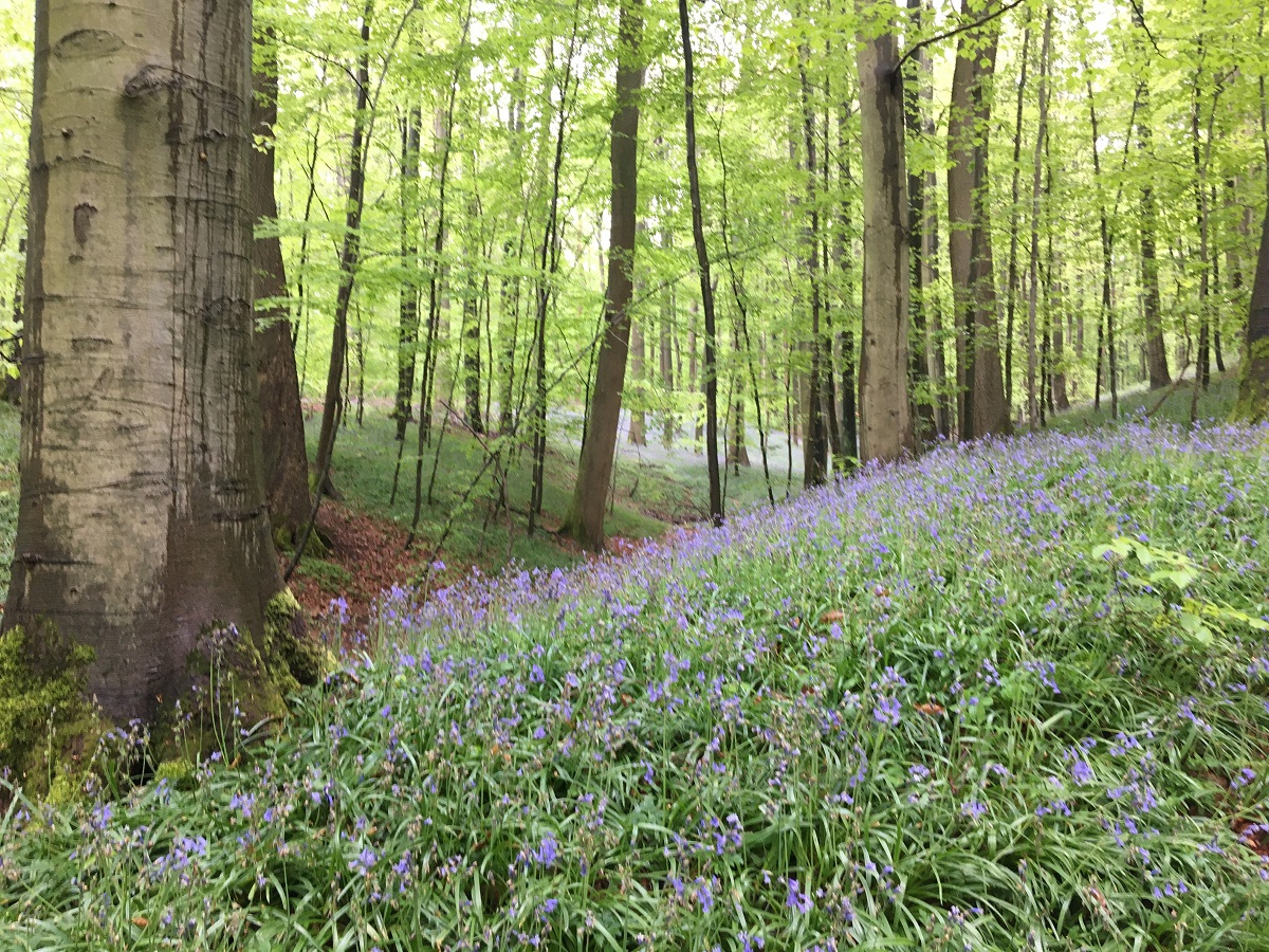 Unesco World Heritage – Sonianforest