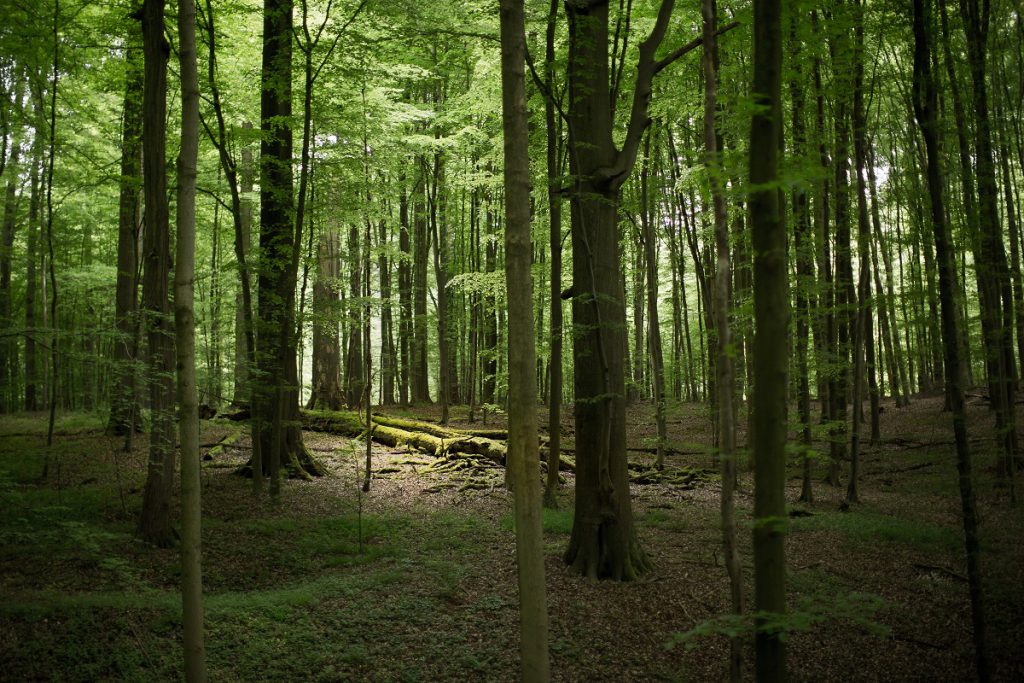 Extension of Unesco World Heritage Series “Ancient and Primeval Beech ...
