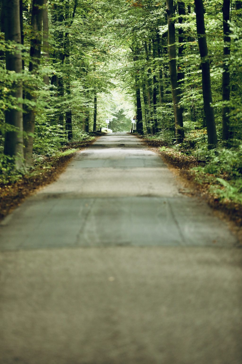 Forest Management – Sonianforest