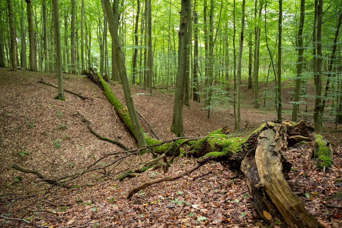 Let’s celebrate nature conservation! March through the Sonian Forest ...