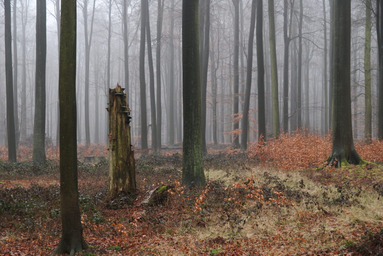 Sonianforest